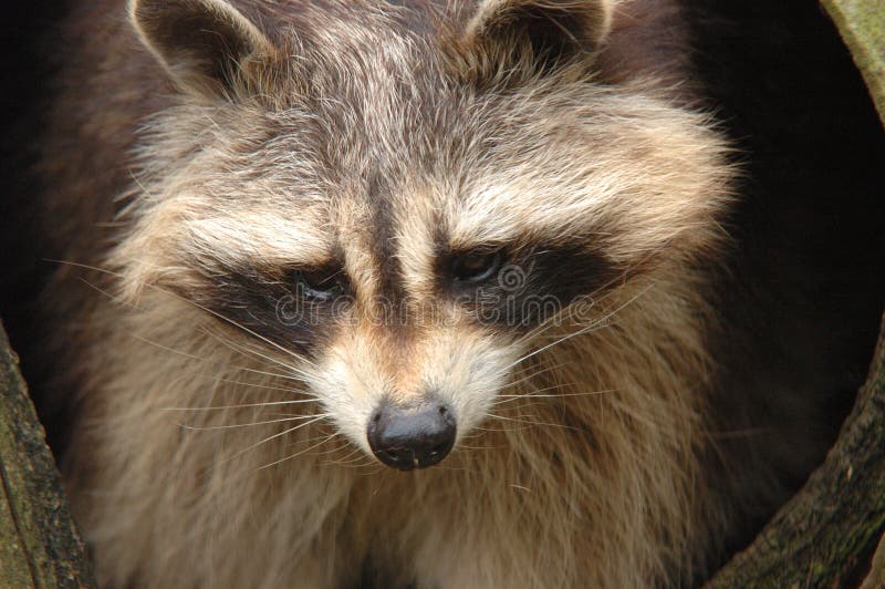 Lavar-lleve, mapache imagen de archivo. Imagen de felino - 121059