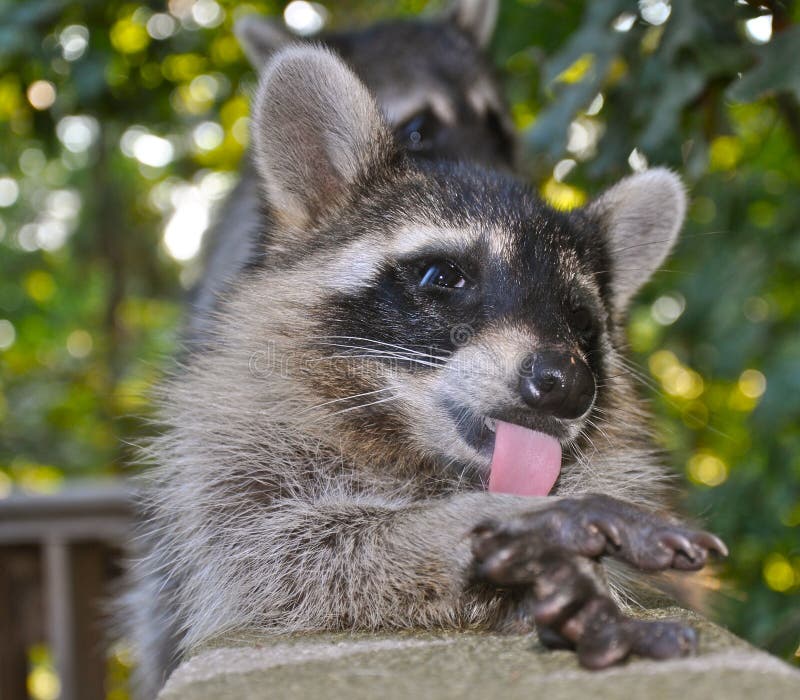 Mapache feliz foto de archivo. Imagen de bandido, hojas - 18303384