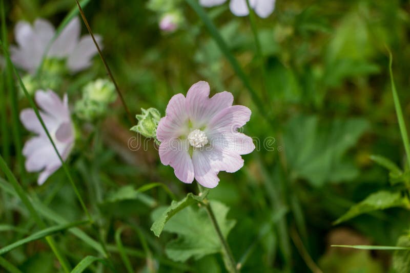 Lavatera stock image. Image of beauty, blue, spring - 131981695