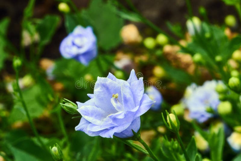 Lavatera Flower in the Summer Stock Photo - Image of summer, poland ...