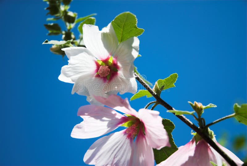 Lavatera Flowers stock image. Image of horticulture, petals - 22708045