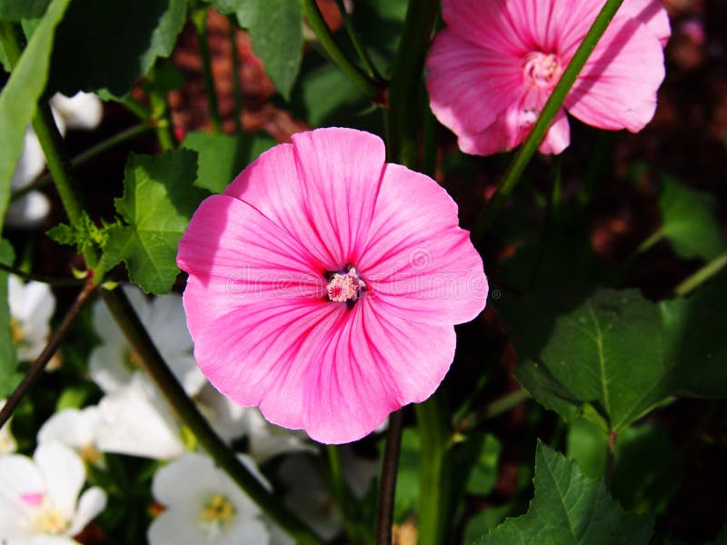 Lavatera Trimestris - Annual Mallow Stock Photo - Image of natural ...