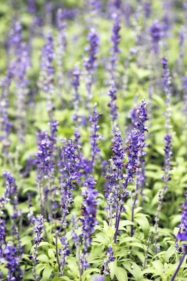Engelse lavendel stock afbeelding. Image of tuin, engels - 850977