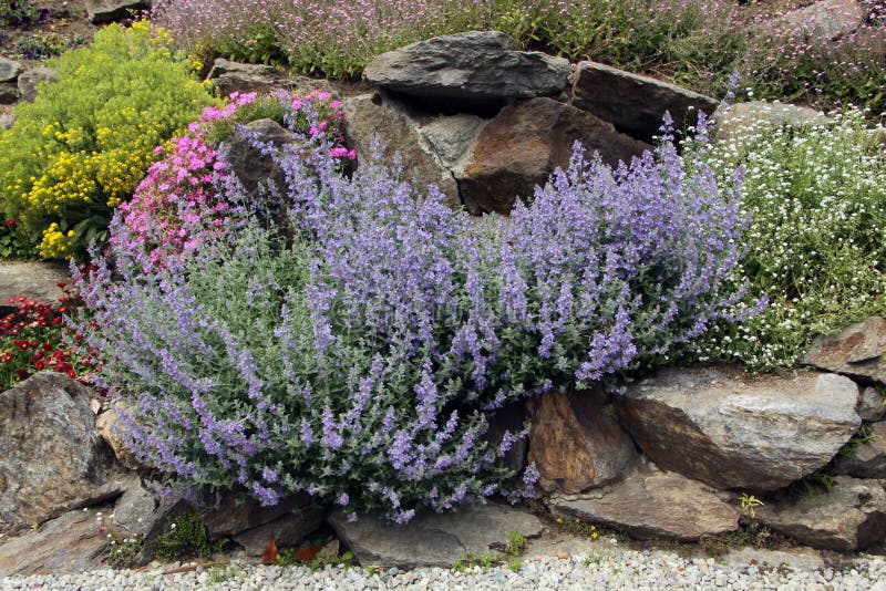 Lavendel in de rotstuin stock afbeelding. Image of rots - 19943953