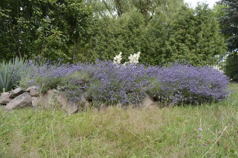 Lavendel op de rotstuin stock afbeelding. Afbeelding bestaande uit rots ...