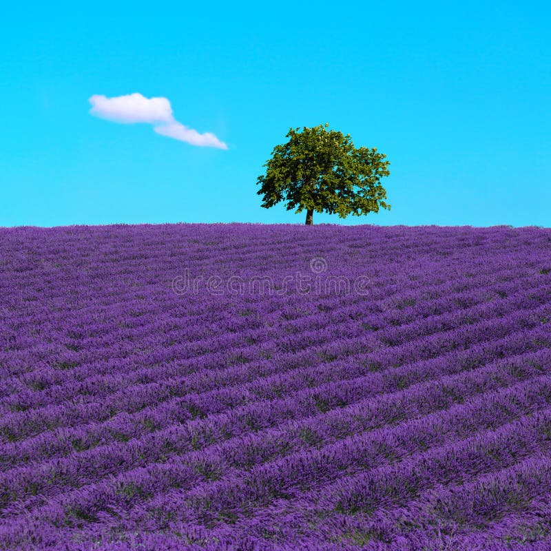 Lavendel Und Einsamer Baum Ansteigend Provence, Frankreich Stockbild ...