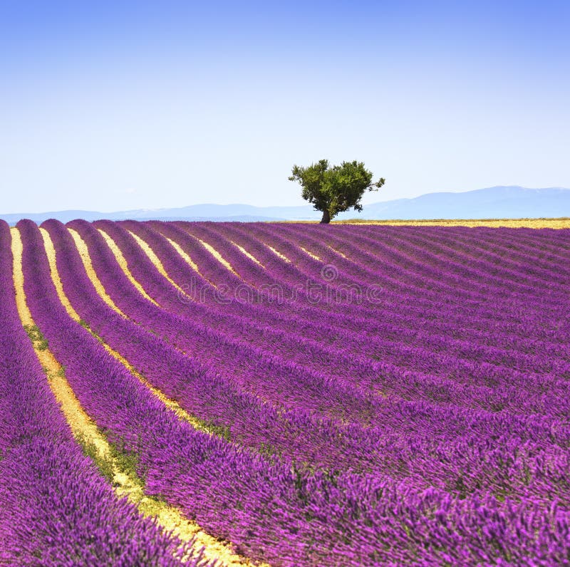 Lavendel Und Einsamer Baum Ansteigend Provence, Frankreich Stockbild ...