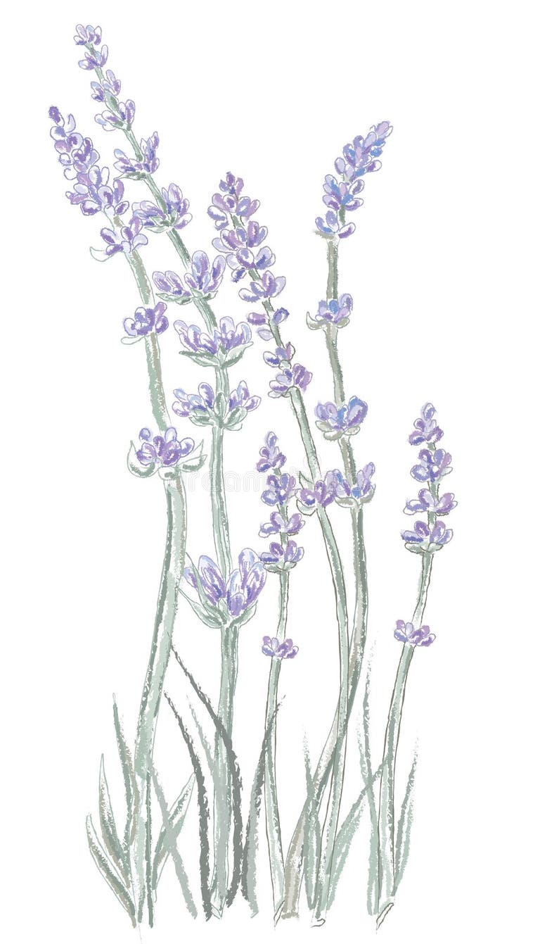 Lavender Flower Drawing Stock Illustrations – 56,746 Lavender Flower ...