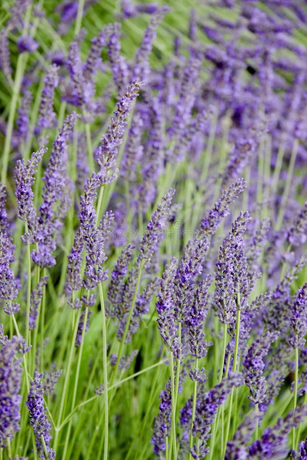 Basil stock image. Image of yard, albahaca, garden, holy - 997505