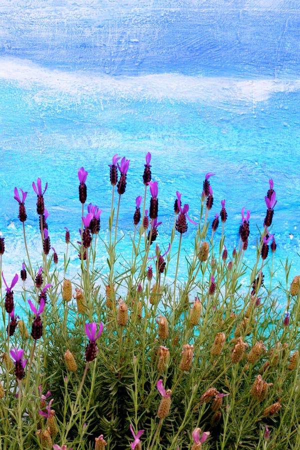 Lavender. stock image. Image of herbal, beautiful, countryside - 12481007