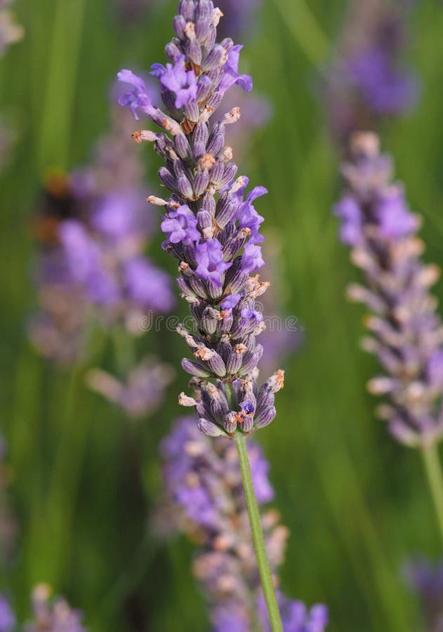 Lavender in full bloom stock photo. Image of nature - 129560640