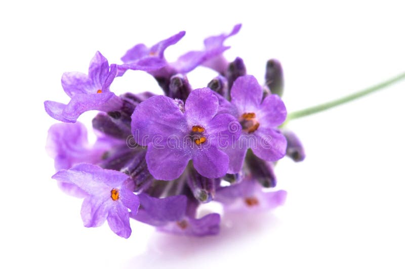 Crystallized violets stock image. Image of color, flower - 23703923