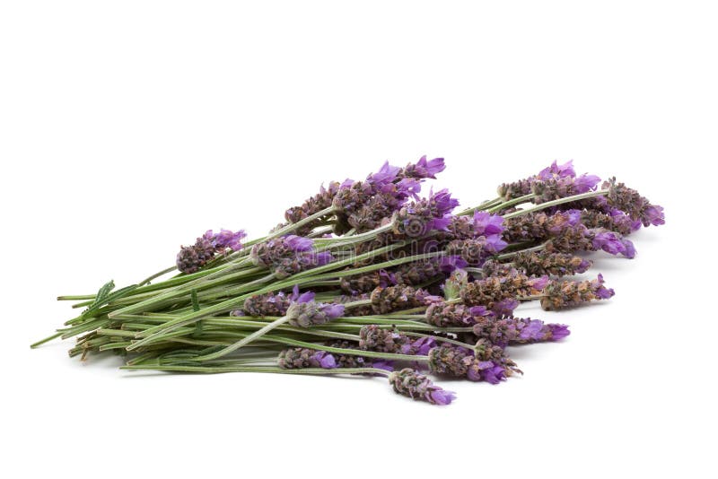 Lavender isolated stock photo. Image of lilac, plant - 11939542