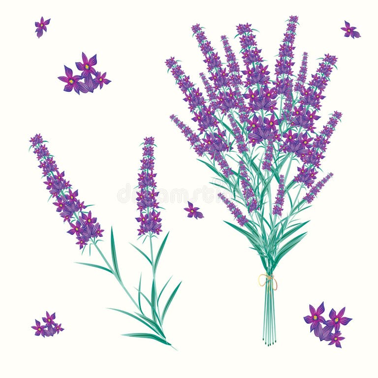 Cartoon Lavender Stock Illustrations – 25,249 Cartoon Lavender Stock ...