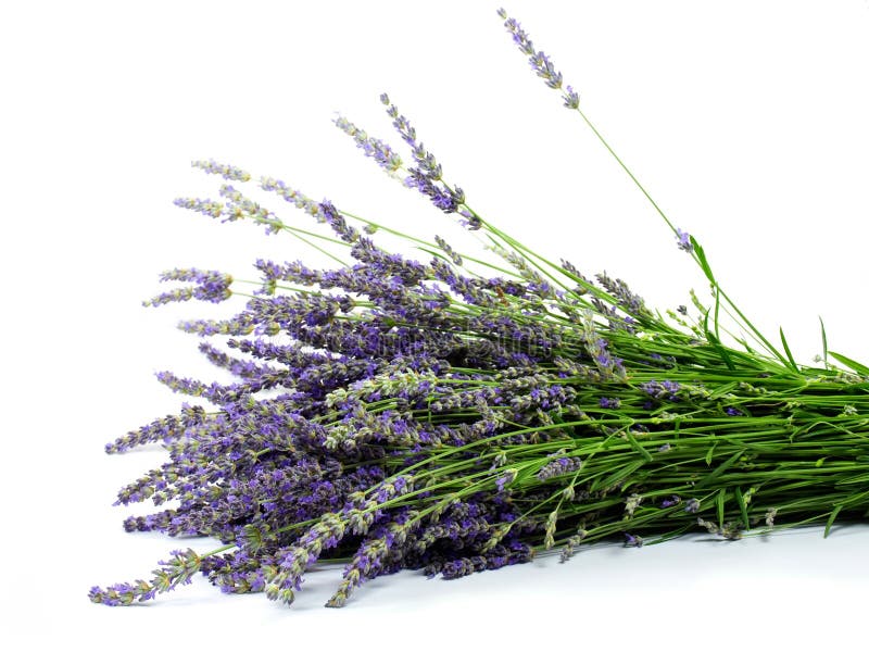 Lavender isolated stock photo. Image of lilac, plant - 11939542