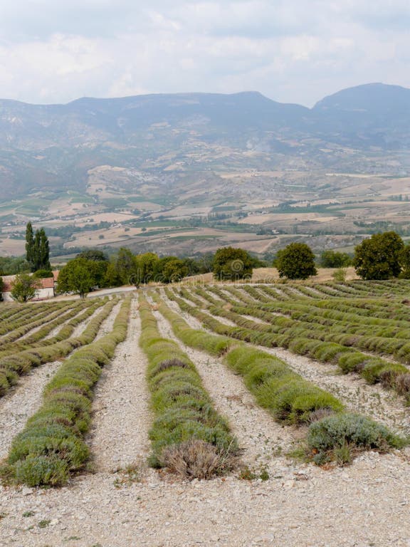 Lavender stock photo. Image of south, cultivation, provence - 23398002