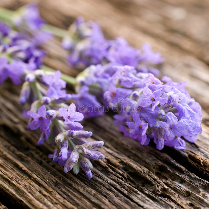 Fresh Lavender stock image. Image of herbs, lavender - 25229649