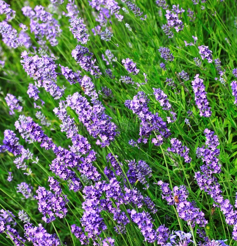 Lavender stock photo. Image of crop, farmland, garden - 13732938