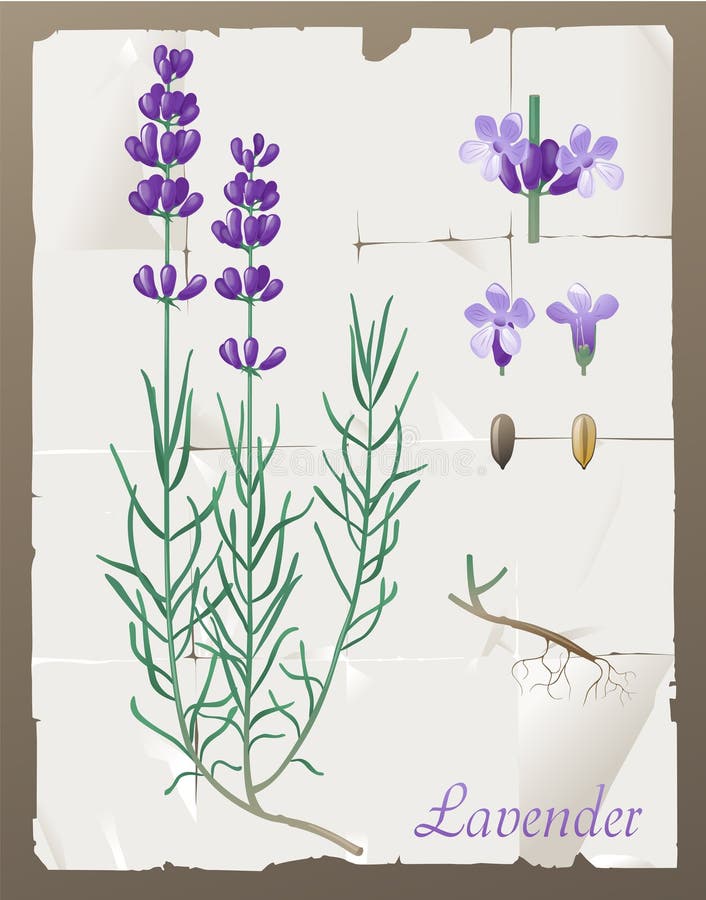 Lavender hand drawn set stock vector. Illustration of organic - 28102115