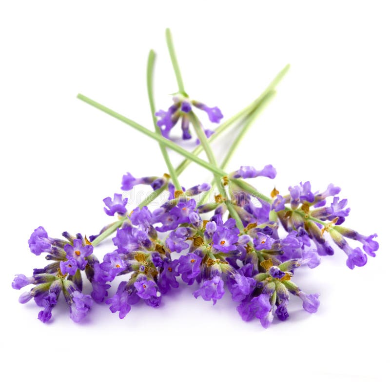 Lavender stock image. Image of plant, color, culture - 25278177