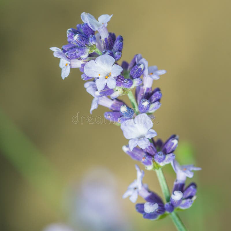 Lavender stock image. Image of anther, pistil, garden - 37976673