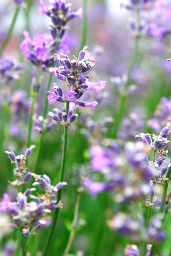 Lavender stock image. Image of scent, colourful, plant - 107815