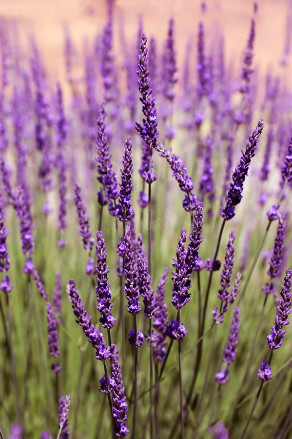 Lavender stock image. Image of flowers, lavender, fresh - 10024125
