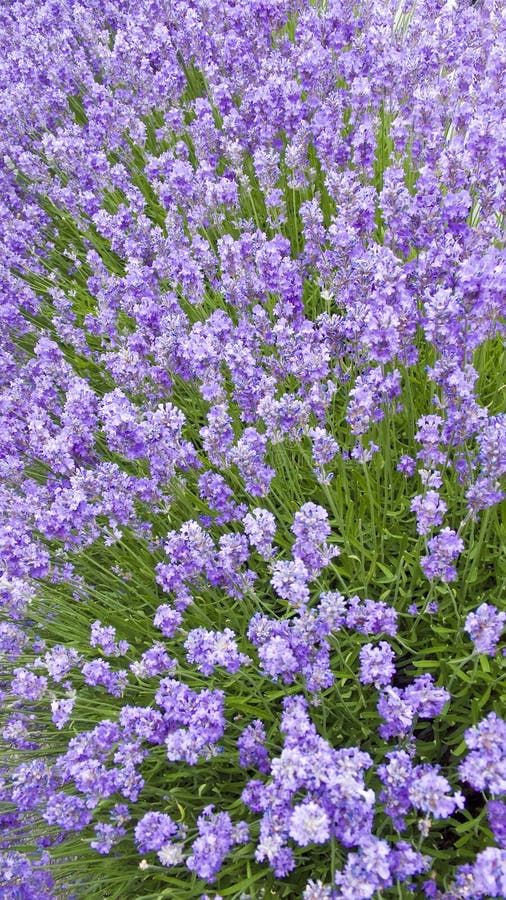 Lavender stock photo. Image of green, natural, purple - 5611702