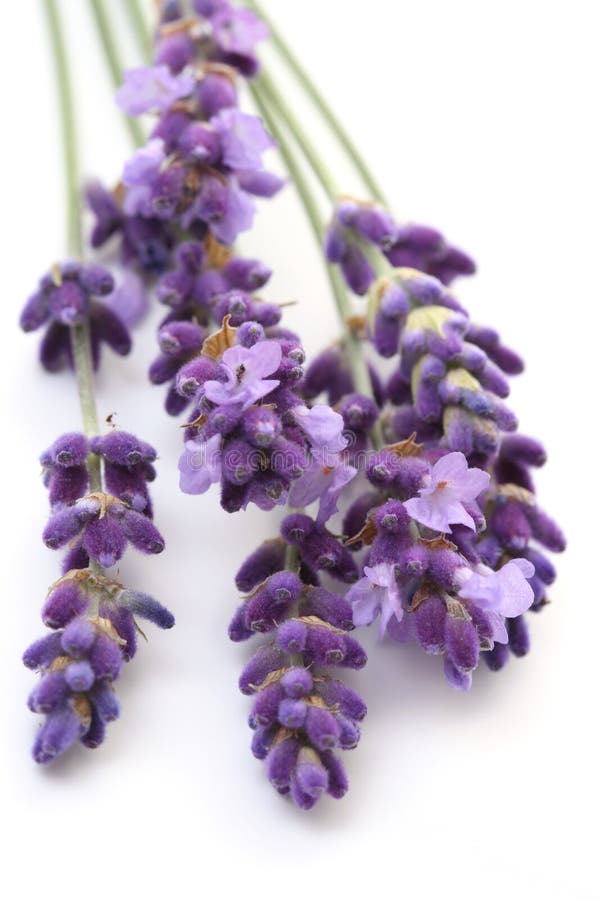 Lavender stock photo. Image of herb, natural, essence - 2899348