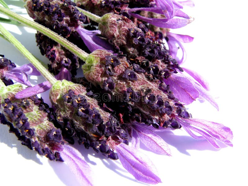 Lavender stock image. Image of garden, color, purple, white - 7299765