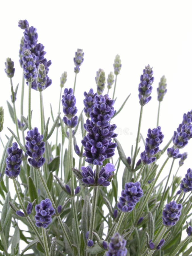 Lavender hand drawn set stock vector. Illustration of organic - 28102115