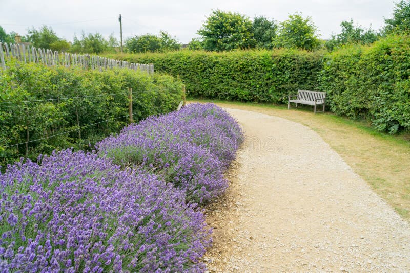 Lavender along a pathway stock photo. Image of park, lined - 98016142