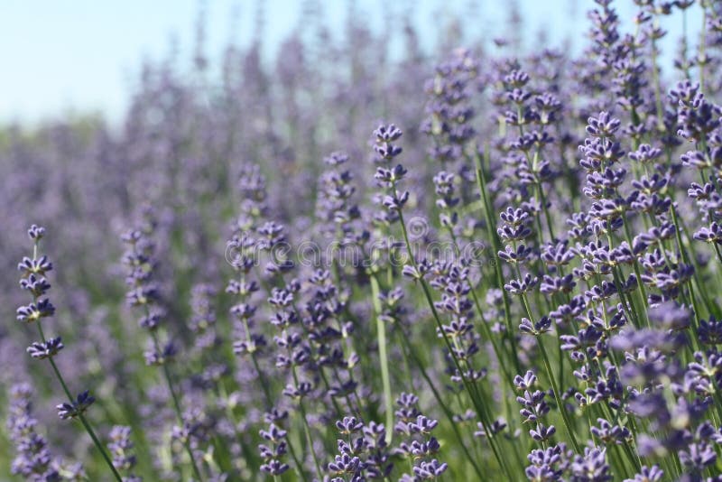 Lavender in bloom stock photo. Image of aroma, french - 161231818