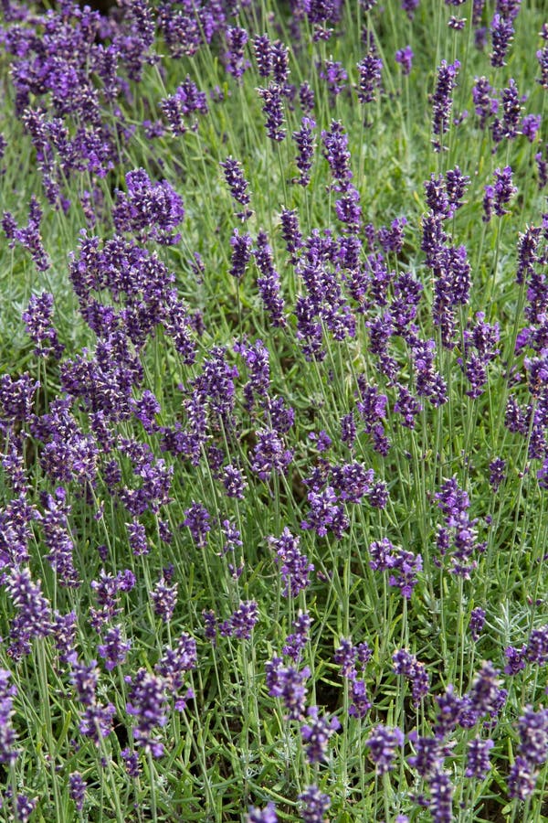 Lavender blooming stock photo. Image of bouquet, growth - 61277634