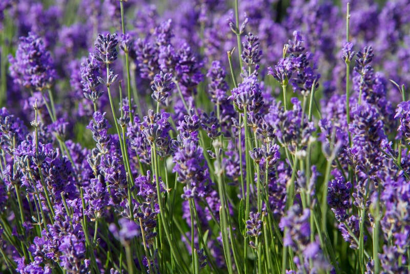 Lavender blooming stock image. Image of lavender, field - 61240251