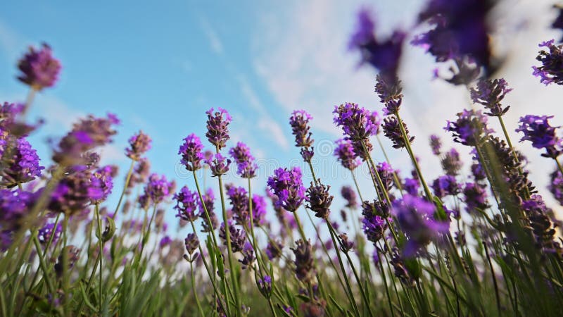 Lavender Blooms Sway Under a Blue Sky with Soft Clouds in Cinematic ...