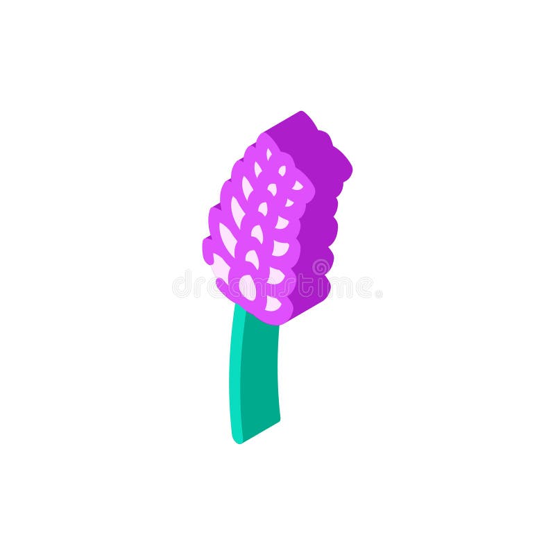 Lavender Blossom Spring Isometric Icon Vector Illustration Stock ...