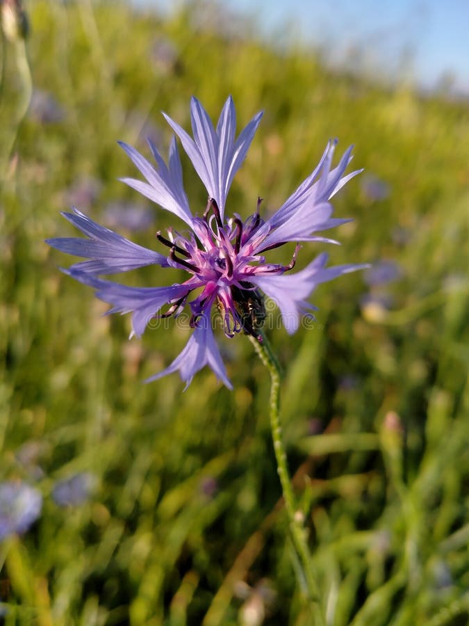 Field tender cornflower stock photo. Image of grassland - 252296700