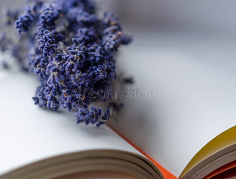 Lavender and Book stock image. Image of delicate, aromatic - 101396031