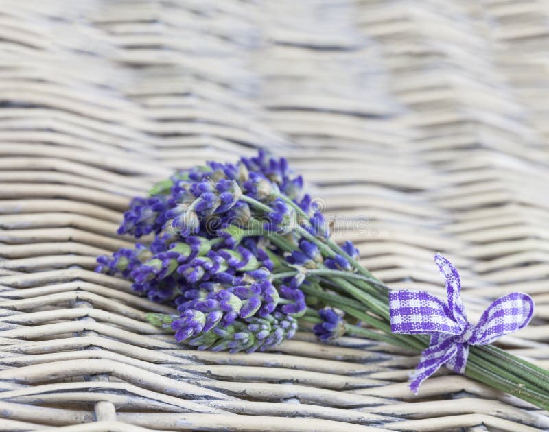 Lavender Bouquet with a Bow Stock Image - Image of scent, lavender ...
