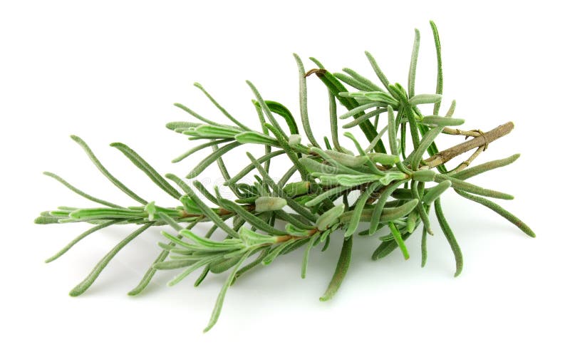 Lavender branch stock photo. Image of lavender, herb - 29067334
