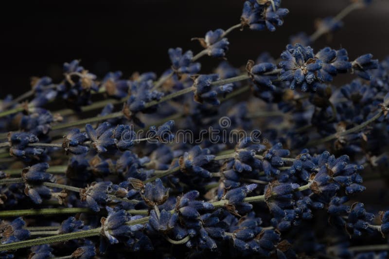 Lavender Branch with Flowers. Macro Photography Stock Photo - Image of ...