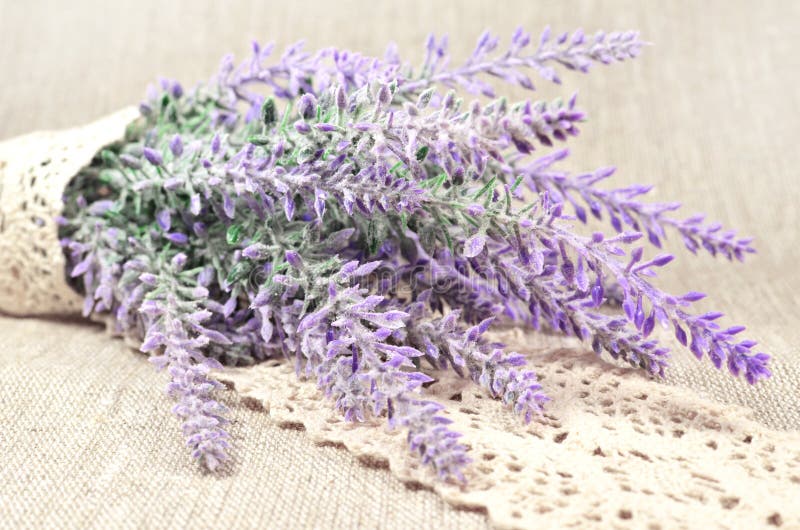 Lavender Lavandula Angustifolia Stock Image - Image of perfume, bunch ...