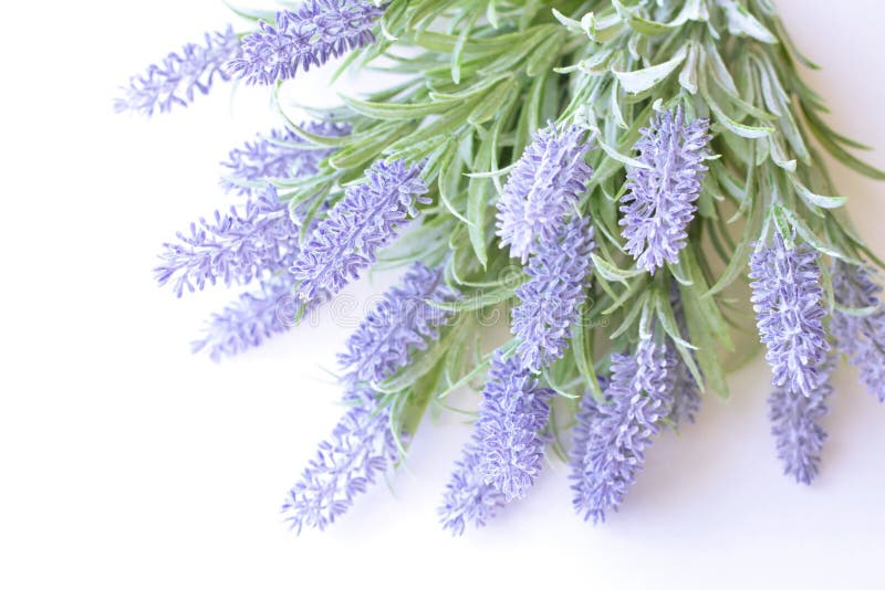 Lavender Branch on a White Background Stock Image - Image of white ...