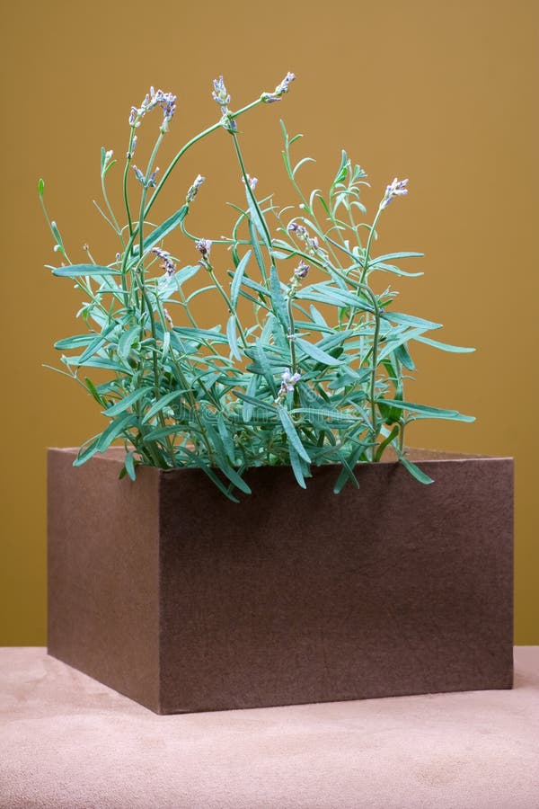 Lavender bunch in the box. stock image. Image of herb - 16197285