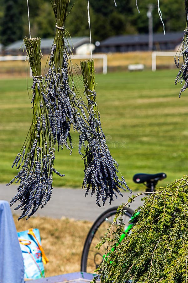 Lavender Bundle Hanging and Drying in Summer Sun Stock Photo - Image of ...