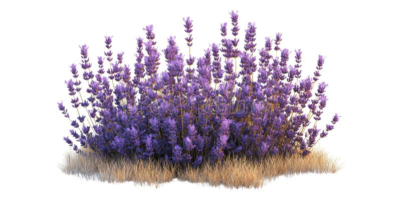 Lavender Bush Front View Isolated on Transparent Background Stock Photo ...