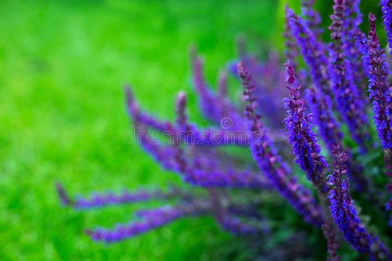 Lavender Bush on Green Garden Background Stock Image - Image of spring ...