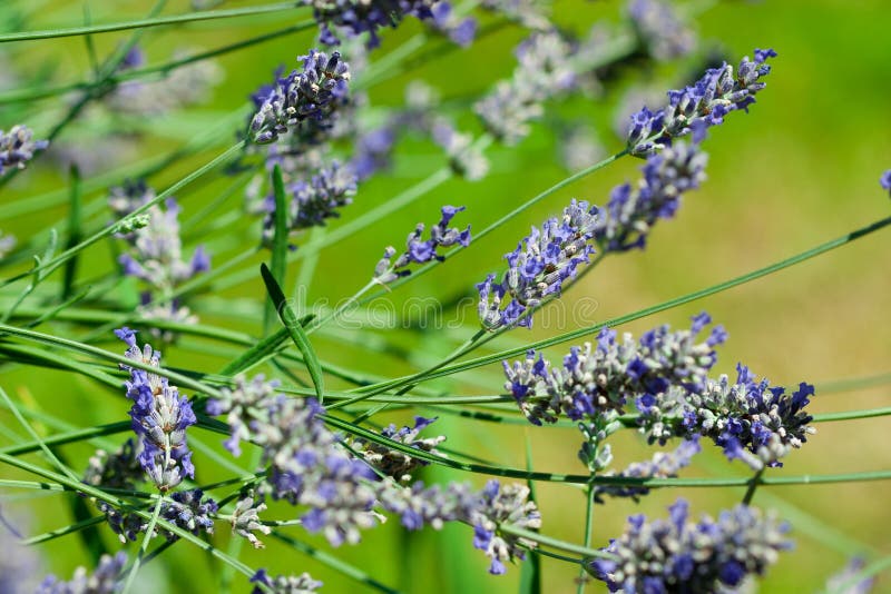 Lavender Bush in Green Field, Violet Color Stock Image - Image of bush ...