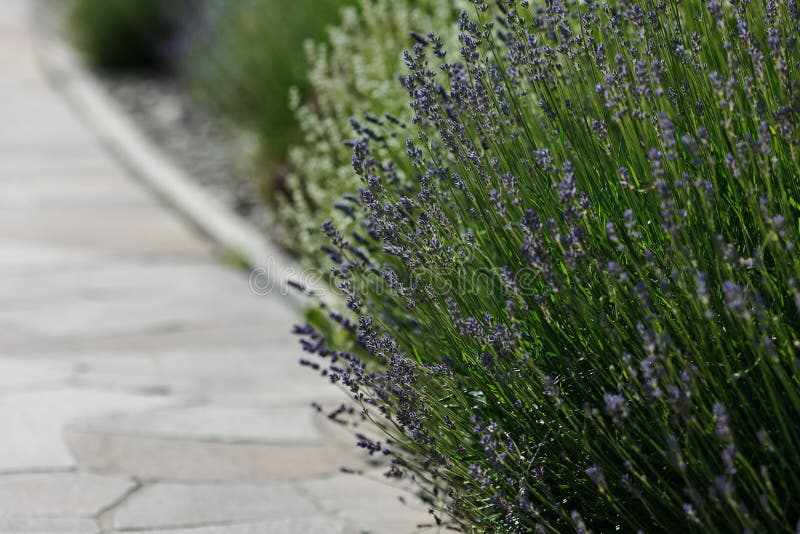 Lavender Bush Near the Path in the Park Stock Photo - Image of botany ...